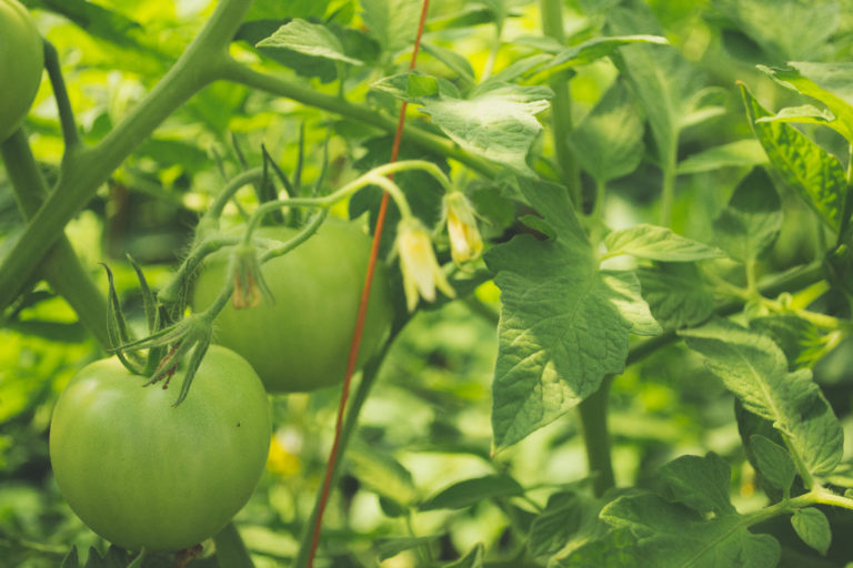 Local Tomato Types (Always Grown With Best Practices) - Lakewinds Food ...