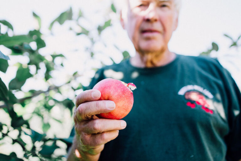 Local Apples: Best Varieties and Their Uses | Lakewinds Food Co-op