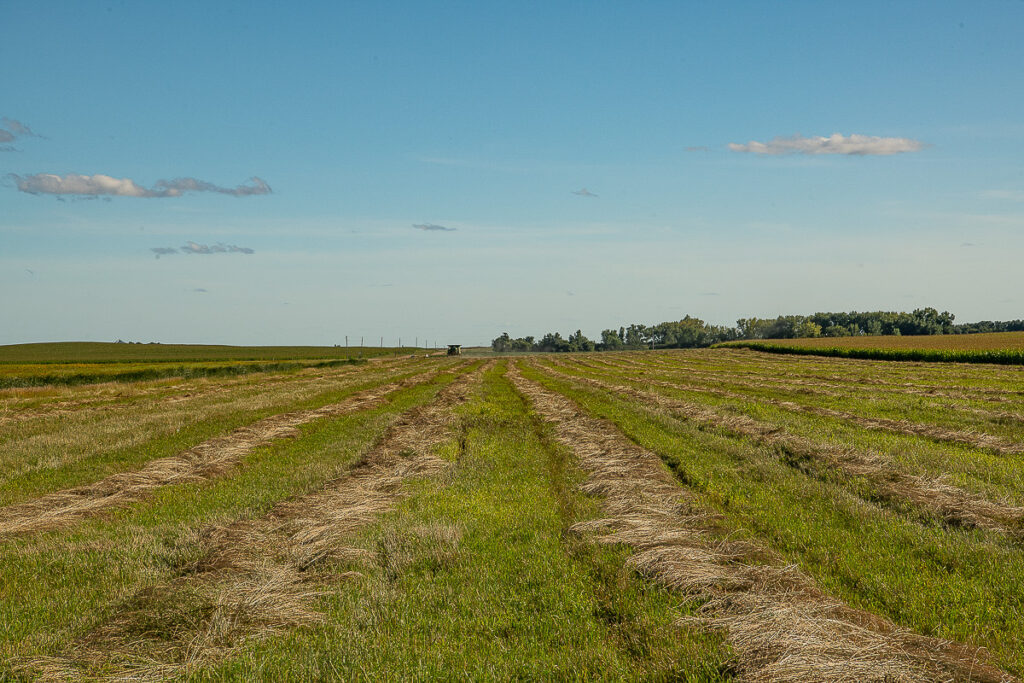 Copy of Kernza Windrowed ready for harvesting - Lakewinds Food Co-op