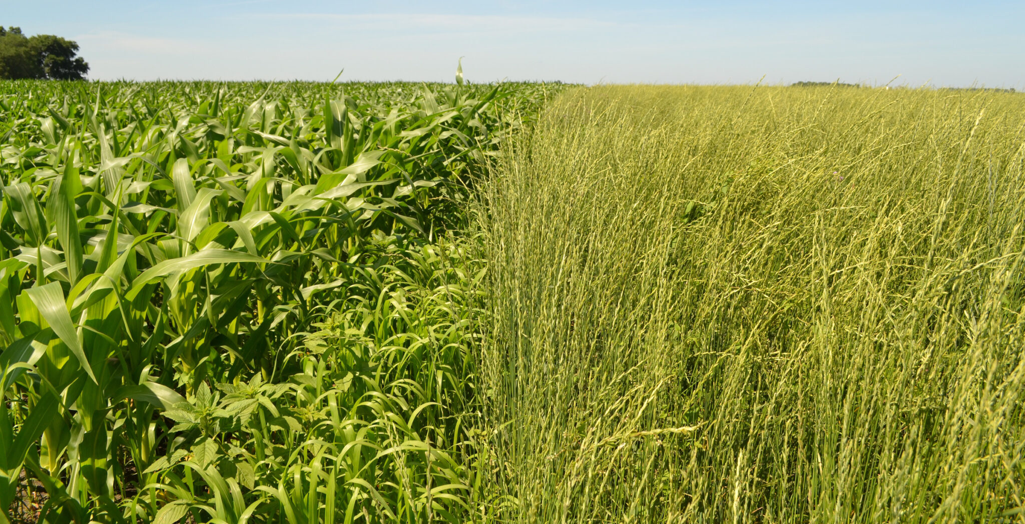 Kernza: A Perennial Revolution - Lakewinds Food Co-op