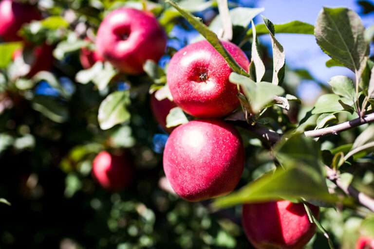 The Core of Local Apples | Lakewinds Food Co-op