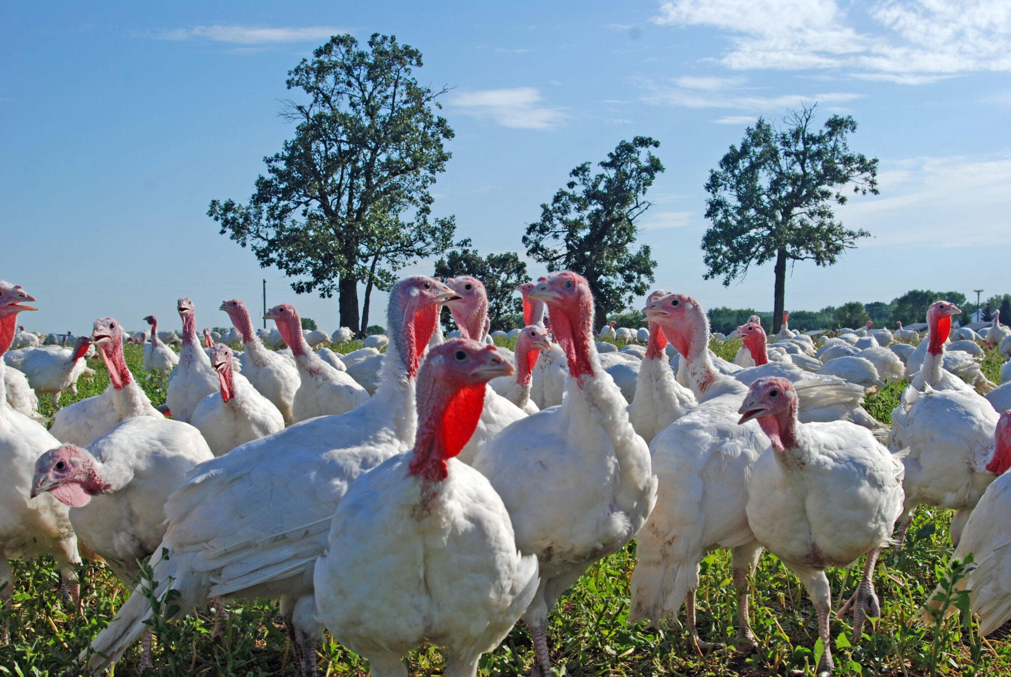 Local Turkeys | Lakewinds Food Co-op