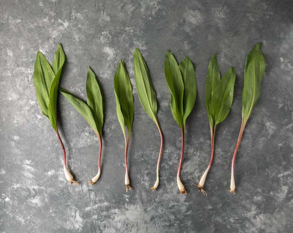 Wild Ramps and How to Use Them | Lakewinds Food Co-op