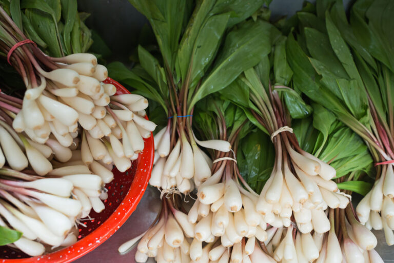 Wild Ramps and How to Use Them | Lakewinds Food Co-op