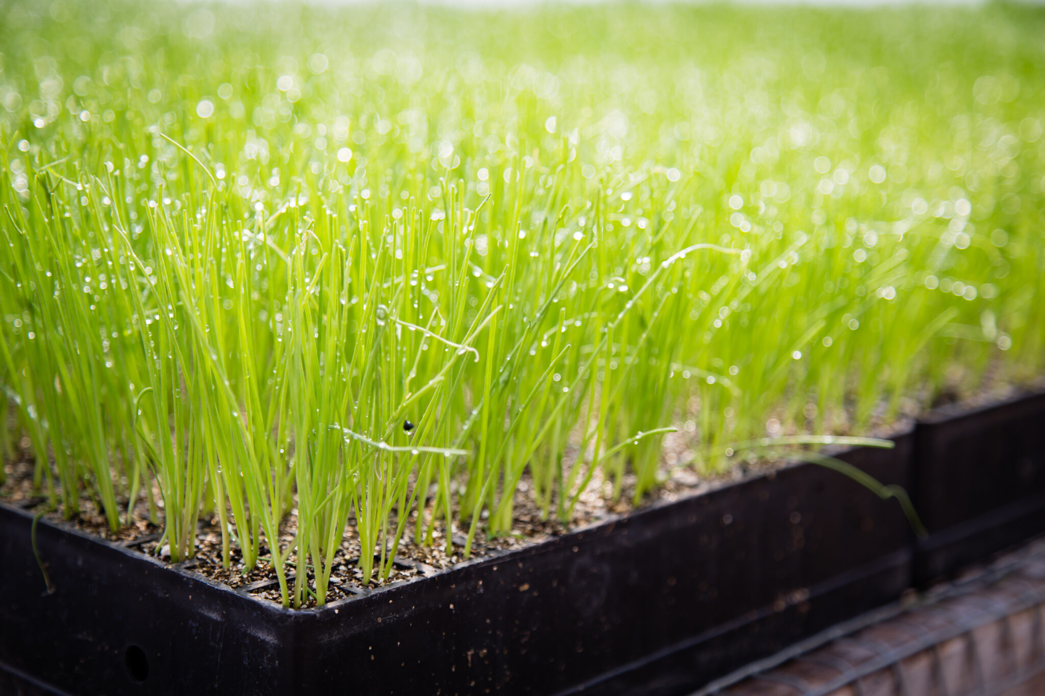 Seeding Success: Springtime on the Farm - Lakewinds Food Co-op